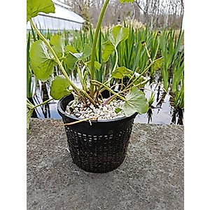 Pond H2o 5" Round Water Garden Pond Aquatic Plastic Mesh Slotted Plant Basket X 3 Pack, Plastic Water Garden Planting Basket Aquaponics, Hydroponics Slotted Mesh