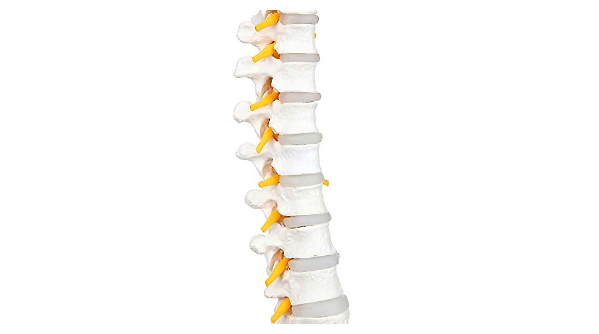 Axis Scientific Full Size Ultra Flexible Spine Model with Removable ...
