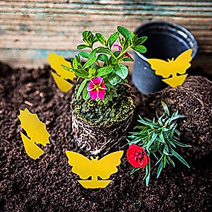 Fruit Fly Traps Fungus Gnat Traps Yellow Sticky Bug Traps 36 Pack Non-Toxic and Odorless for Indoor Outdoor Use Protect The Plant.