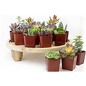 Plants R Us | 20 Pack Succulents in 2" Grow Pots-Indoor/Outdoor Live Plants and Decor Hardy & Easy Care
