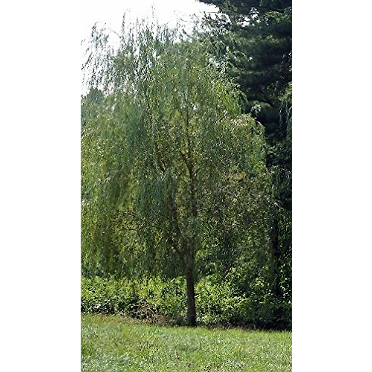 Willow Tree Bundle - 10 Fast Growing Aussie Willow Trees + 4 Weeping ...