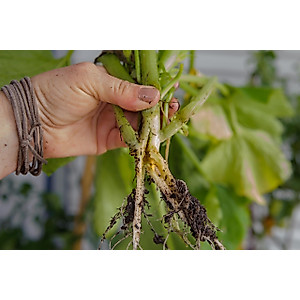 VivaTrap VT-100 Squash Vine Borer Moth Trap & Lure (2 Pack, 8 Week)