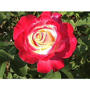 Rose Seeds Double Delight Rose Seed Flower Seeds - 20+ Rose Flower Seeds for Planting