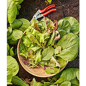 Burpee Sweet Salad Mix Mesclun Seeds 750 seeds