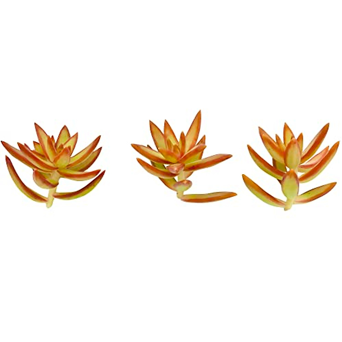 Live Succulent Cuttings (3 Sedum Adolphi 'Firestorm'), Succulents Plants Live, Succulent Plant NO Roots, House Plants Live Office Decoration, DIY Projects, Party Favor Gift by The Succulent Cult