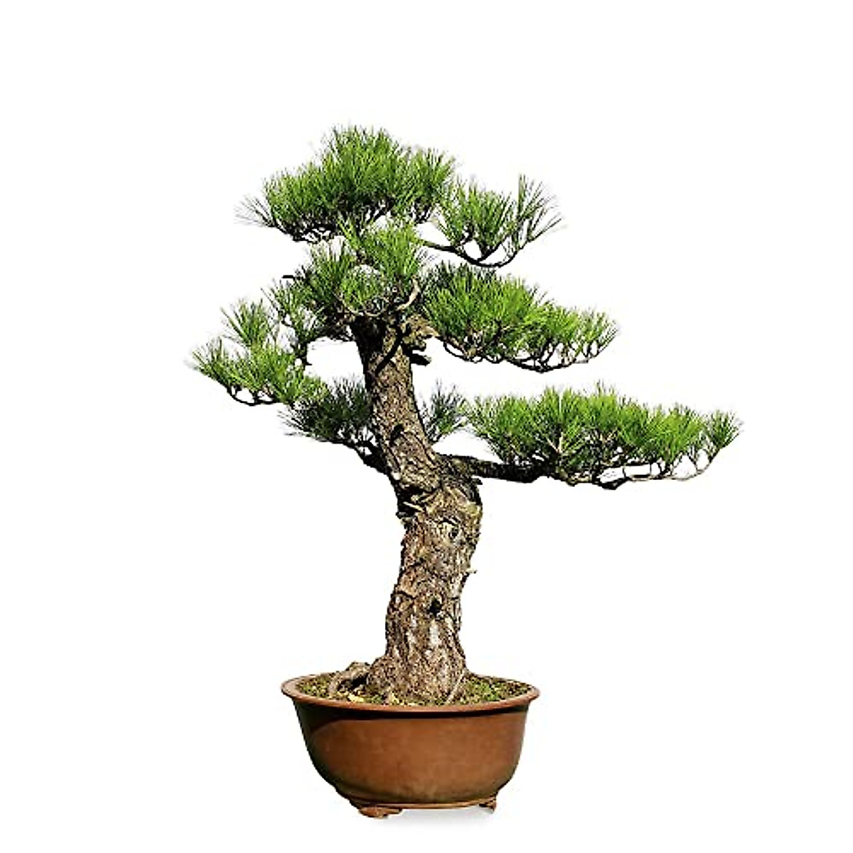 Bonsai Tree Seeds kit 5 Varieties of Non GMO Heirloom Bonsai Starter Kit , Blue Spruce, Black Pine, Sakura Seeds, Redwood Tree, Flame Tree, 5pcs Plant Markers, 5pcs Seeding Soil Block