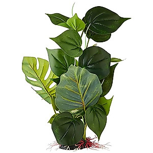 Fluval Anubias Plant for Aquarium, 12-Inch