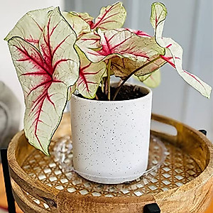 My Homeware Fix 15-Pack Clear Plastic Plant Pot Saucer - No Water Spills – Durable Drip Trays for Indoors, Outdoors – Saucers are 3 Sizes – 6, 8, 10 inches