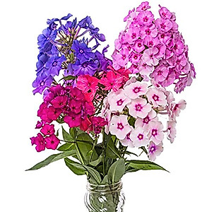 Dichmag 1000+ Phlox Seeds for Planting Mixed Color - Popstars Phlox Creeping Perennial Ground Cover - Annual Flower Seeds for Home and Garden, Blue