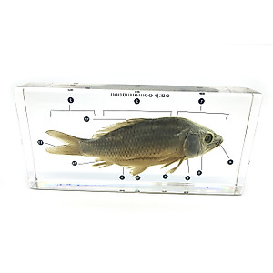 Fish Carp Conformation Specimen in Acrylic Block Paperweights Science Classroom Specimens for Science Education