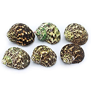 FSG - Select 6 Hermit Crab Shells Large Turbo Changing Seashells Large 2"-3" Size (Opening Size 7/8"- 1 1/4") Natural