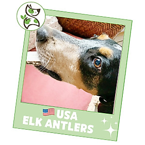 Nature Gnaws USA Elk Antlers for Dogs 5-8" (5 Count) - Mix of Split and Whole Pieces - Long Lasting for Aggressive Chewers - Natural Dog Chew Bones