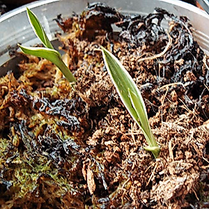 1358-White Dove/Egret Flower (Pecteilis,Habenaria radiata) Seeds by Robsrareandgiantseeds UPC0764425788737 Non-GMO,Organic,USA Grower,Historic plants,Showy,Bonsai,Exotic,Orchid,1358 Package of 5 Seeds