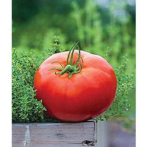 Burpee 'Big Daddy' Hybrid | Red Slicing Tomato | 35 Seeds