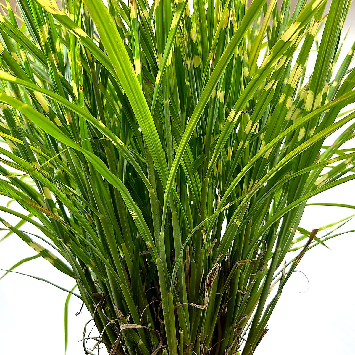Blooming & Beautiful - Porcupine Maiden Grass - Ornamental Grass - Stiff Spikey Green Quill-Like Foliage - Horizontal Golden Stripes - Zones 4-9 - Miscanthus sinensis 'Strictus' - 3 Gallon Pot