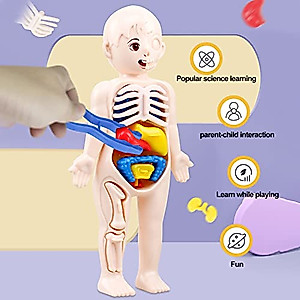 cdar Human Body Model for Kids,Human Torso Anatomy Model with Heart Brain Skeleton Head Model,Education Display 1 Set