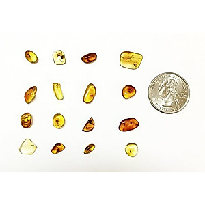 Natural Baltic Amber Fossil with Insect Inside - Beautiful Museum Grade Specimen