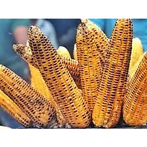 GEICO-MASTER Nano Portable Folding Outdoor Barbeque Charcoal & Gas BBQ Grill Oven GI Steel + 2 Nos of BBQ Still Needles with Wooden Handle(Kitchen Tools/Chhota Tandoor Stand)