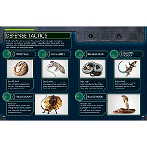 Everything You Need to Know About Snakes