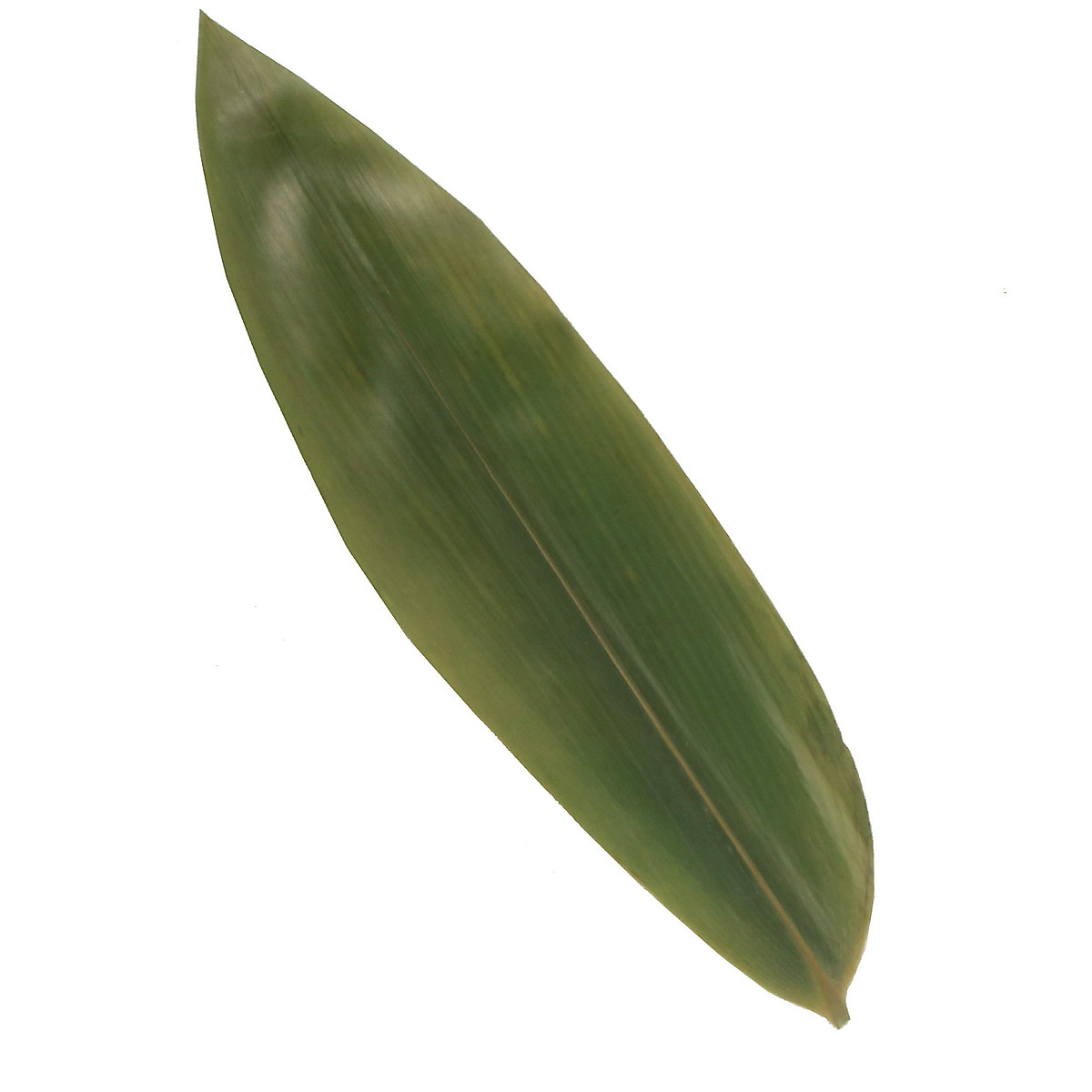 BambooMN Bamboo Leaves for Cooking Zongzi, Banana Leaf Alternative, Grilling/Barbeque, Natural Boiling Bags - 12.25 x 3.5 Inches - 300 pack