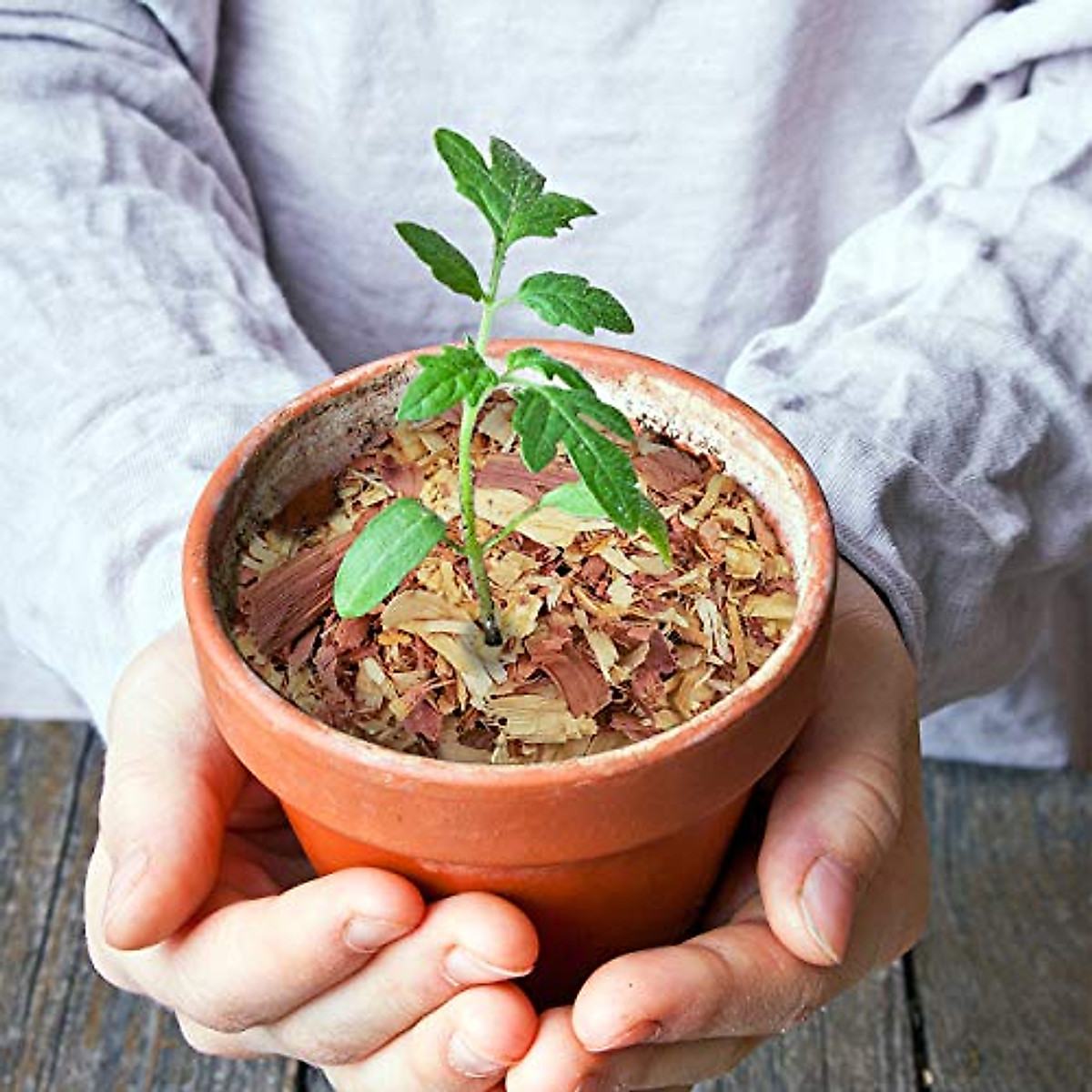 100% Natural Cedar Shavings | Mulch | Great for Outdoors or Indoor Potted Plants | Dog Bedding (4 Quart)