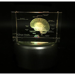 3D Human Brain Anatomical Model Paperweight(Laser Etched) in Crystal Glass Cube Science Gift (No Included LED Base)(3.1x2x2 inch)