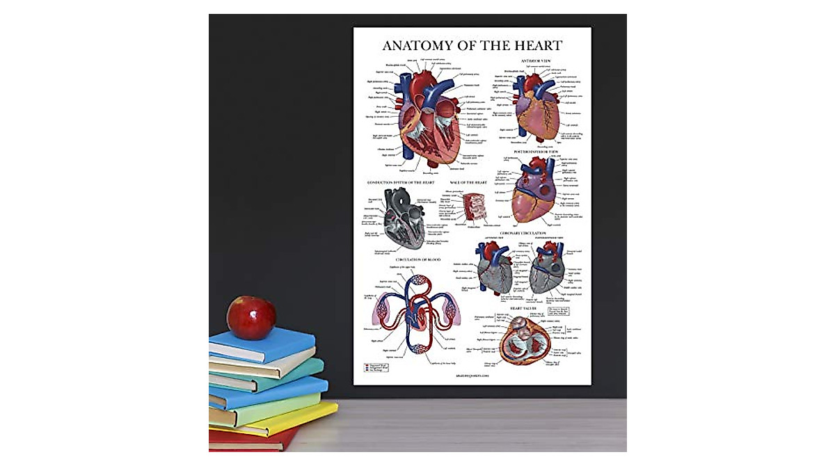 Laminated Heart Anatomy Poster - Palace Learning
