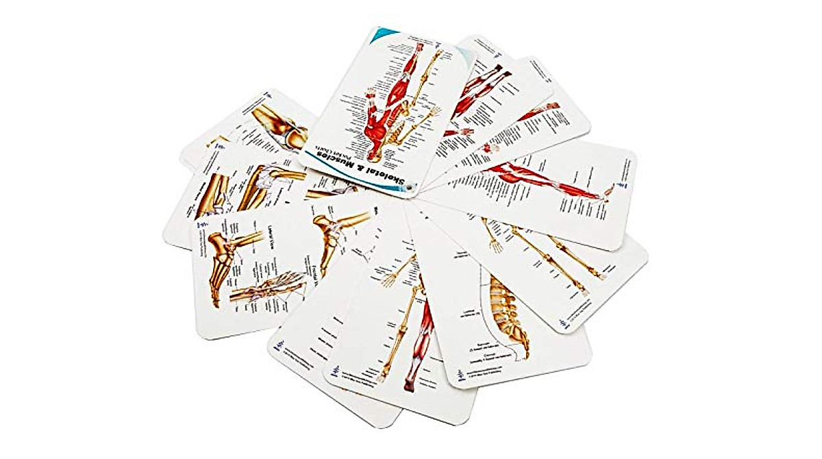 Muscles & Skeletal Anatomy Pocket Charts - Portable Quick Reference