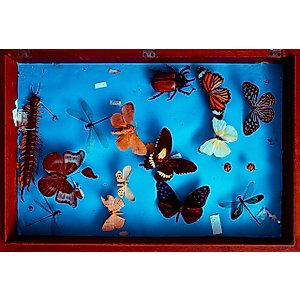 Making Insect Specimen Tools Kit, with Insect Pins,Insect Pinning Board, Wings Pressing Paper,Tweezers, Scissors, Insect Display Case, Insect Collection for Bug Hobbyist/Biology Projects