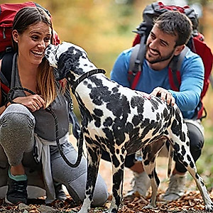 Fida Durable Slip Lead Dog Leash, 6 FT x 1/2" Heavy Duty Dog Loop Leash, Comfortable Strong Rope Slip Leash for Large, Medium Dogs, No Pull Pet Training Leash with Highly Reflective, Black