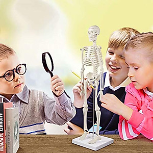 breesky Human Skeleton Model for Anatomy,17”Mini Human Skeleton Model with Movable Arms and Legs,Scientific Model for Study Basic Details of Human Skeletal System…