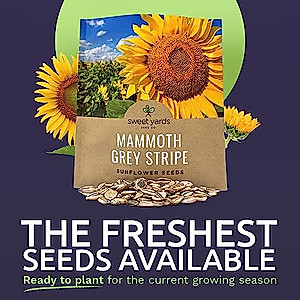 Mammoth Grey Stripe Sunflower Seeds for Planting – Extra Large Packet – Over 250 Open Pollinated Non-GMO Seeds – Helianthus annus
