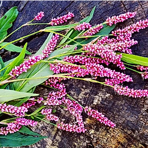 CHUXAY GARDEN 1000 Seeds Persicaria Hydropiper,Water Pepper,Marshpepper Knotweed,Arse Amart,Tade Annual Herb Plant Edible Decorative Spices Tingling Taste Great for Cooking