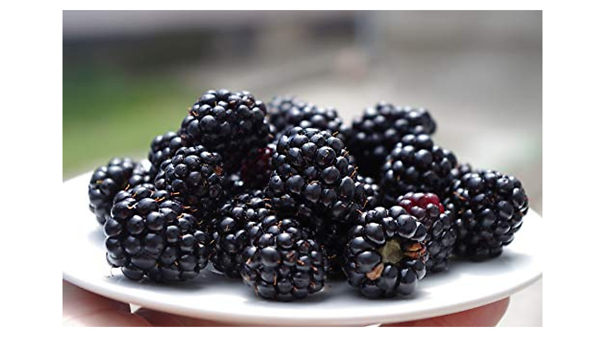 Chester Thornless BlackBerry - Non-GMO 2 Pack