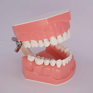 1.5 Times Large Dental Typodont Model Tooth Brushing flossing Practice Model Demonstration Removable Lower Teeth for Kids Dental Students Tooth Teach Study, 4.5 Inch x3.5 Inch x3.5 Inch