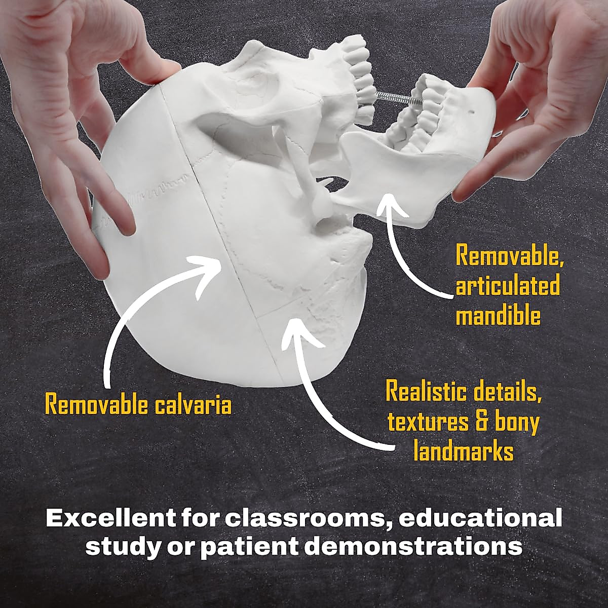 Human Anatomical Skull Model, 3 Part - Medical Quality Plastic Replica - 9" Height - Removable Calvaria - Articulated Mandible - Eisco Labs