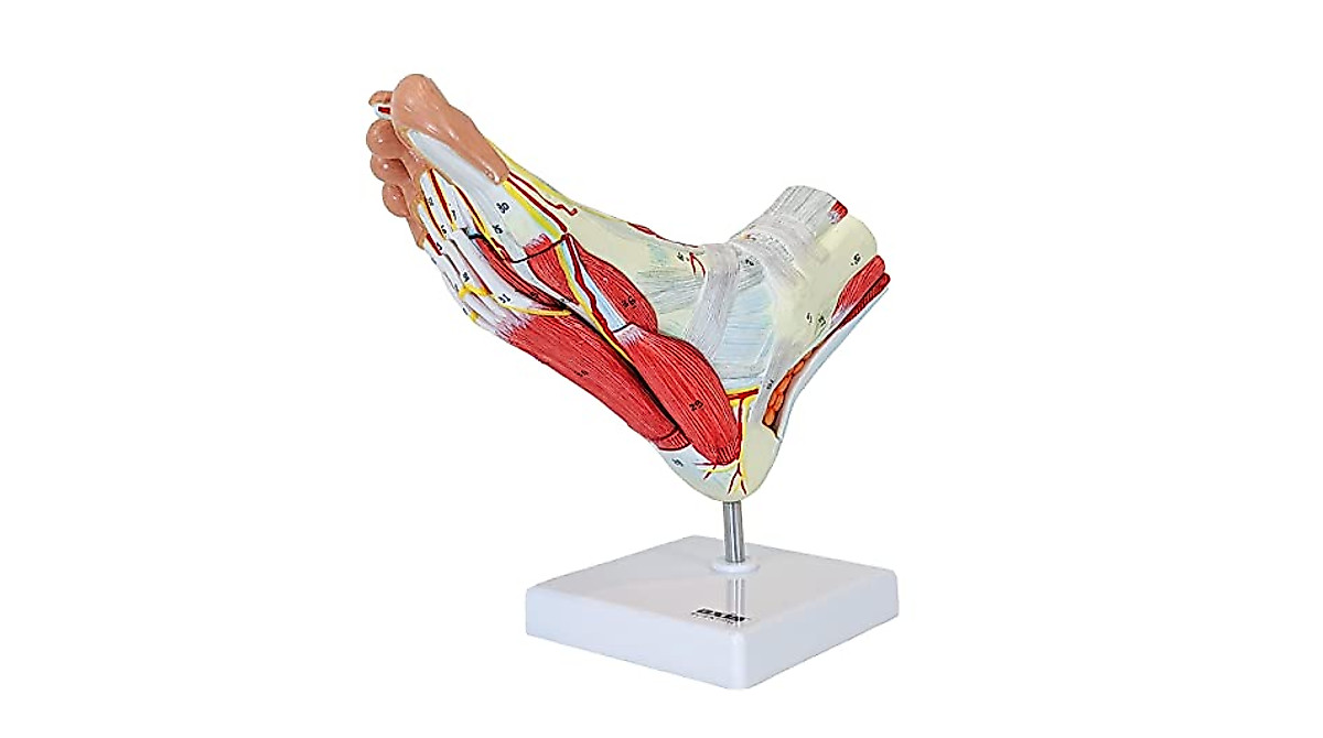 Axis Scientific Anatomy Model of Foot with Muscles, Ligaments, Nerves ...