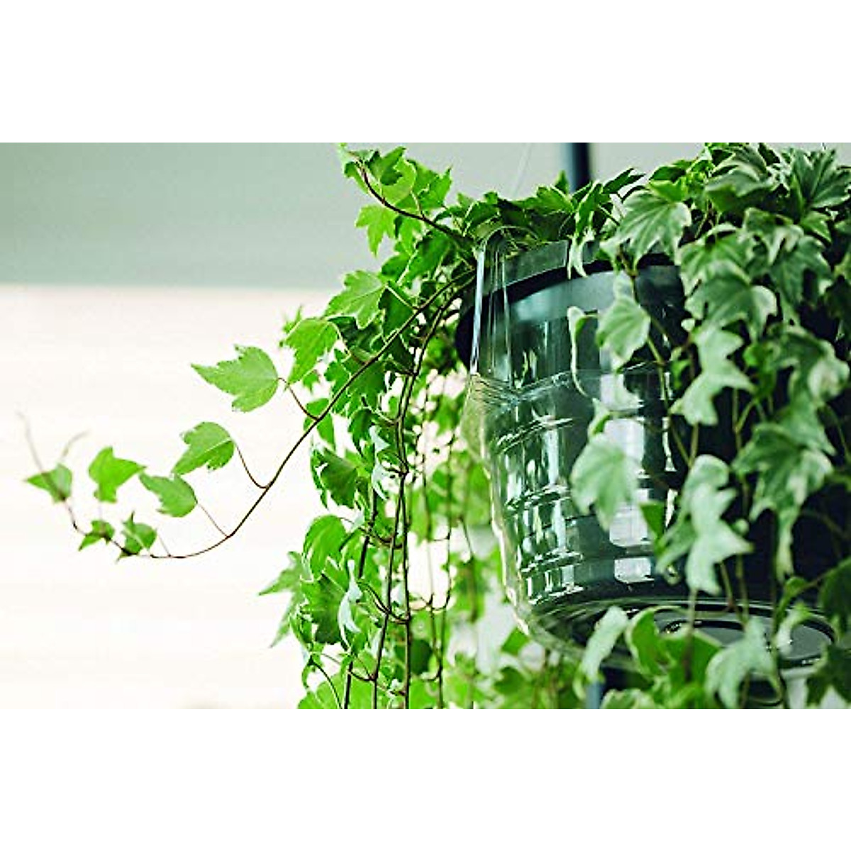 Curtis Wagner Plastics Plant Hanging Basket Drip Pans (5-Pack) - Clear, Round (Diameter = 9" Base, 12" Top, 3.75" Depth) Thin Plastic Indoor Outdoor