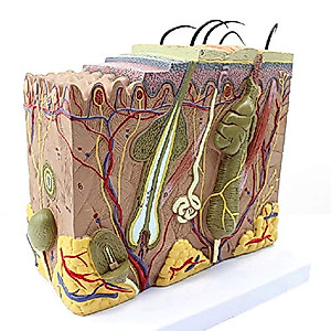 Teaching Model,Skin Anatomical Model, Skin Model, Dermatology Doctor-Patient Communication Model, Beauty Micro-Skin Anatomy Model, Plastic Anatomy Anatomy Teaching Tool