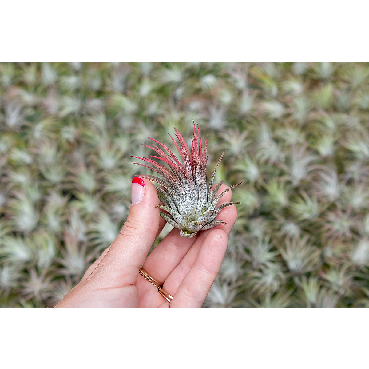 5 Pack Ionantha Air Plants Live Tillandsia Succulent Air Plant - Available in Wholesale and Bulk - Home and Garden Decor - Easy Care Indoor and Outdoor Plants Holders