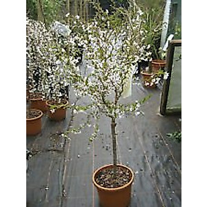 10 Seeds Dwarf Cherry Tree Self-Fertile Fruit Tree Indoor/Outdoor