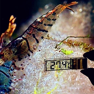 Acxico 2Pcs LCD 3D Digital Electronic Temperature Measurement Fish Tank Temp Meter Aquarium Thermometer Temperature Control Accessories