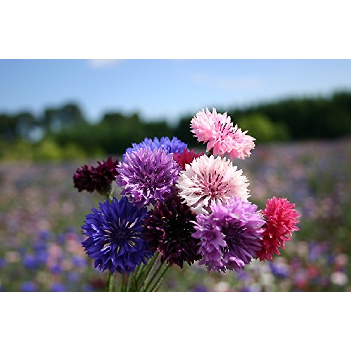 "Dwarf Polka Dot Mix" Bachelor Button Flower Seeds for Planting, 200+ Seeds Per Packet, (Isla's Garden Seeds), Non GMO & Heirloom Seeds, Scientific Name: Centaurea cyanus, Great Home Garden Gift