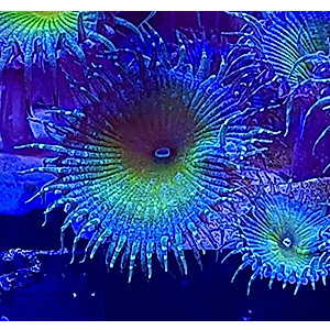 coralSLover Live Saltwater Coral Frag - Captain Jerk Palythoas (5 Heads)