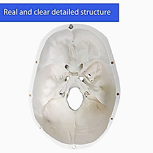 Veipho Human Skull Model, Life Size Skull Anatomy Model with Removable Skull Cap and Articulated Mandible, 2-Part Human Skull Anatomical Model for Patient Science Education, Full Set of Teeth