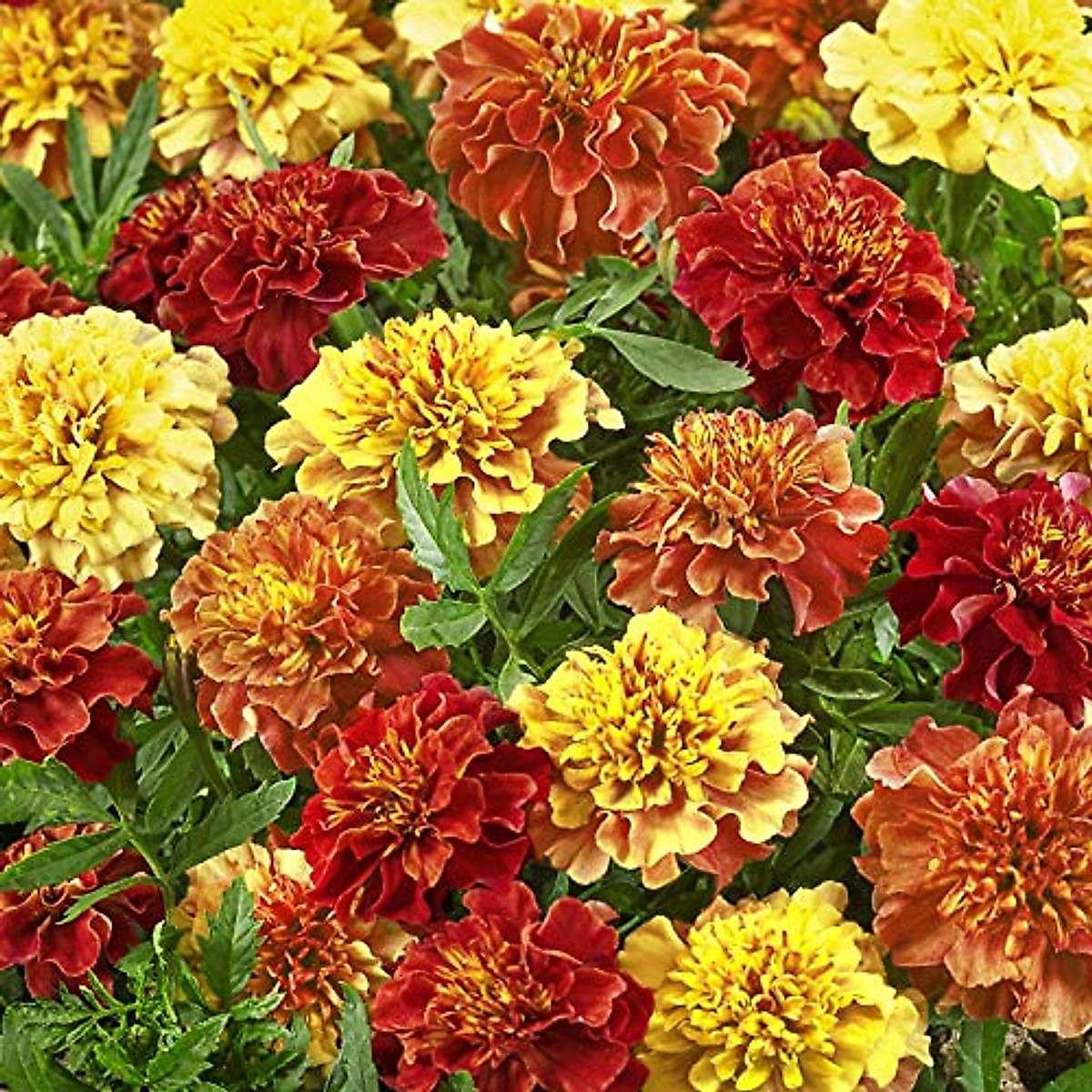 Outsidepride Tagetes Patula French Marigold Strawberry Blonde Garden Flowers for Pots, Containers, Window Boxes - 200 Seeds