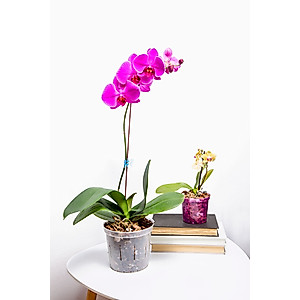 rePotme Orchid Potting Mix - Phalaenopsis Monterey Dark Imperial Orchid Potting Mix - (Mini Bag) - Hand Blended in The USA