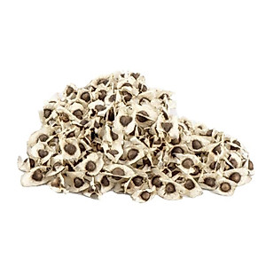 Yerbero - 100% All Natural Moringa Oleifera Seeds 600 Count (6oz) | (Drumstick Tree) | Semillas De Moringa Comestibles