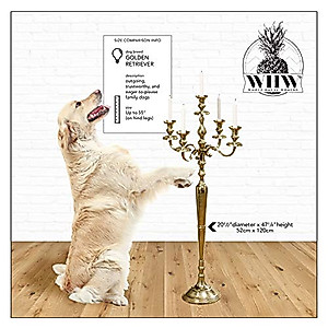 WHW Whole House Worlds Hamptons Tall Five Candle Golden Candelabra, Hand Crafted of Brilliant Gold Aluminum Nickel, 4 FT High (47.25 Inches)