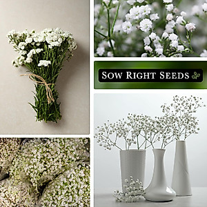 Sow Right Seeds - Annual Baby’s Breath Seeds for Planting - Non-GMO White Flowers Heirloom Packet with Instructions to Plant in Your Home Garden - Snow Like Blooms - Fresh and Dried Cut Flower (1)